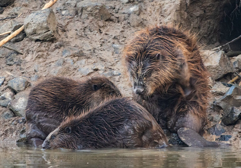 Onderzoek naar de bescherming van een bever familie bij Arnhem